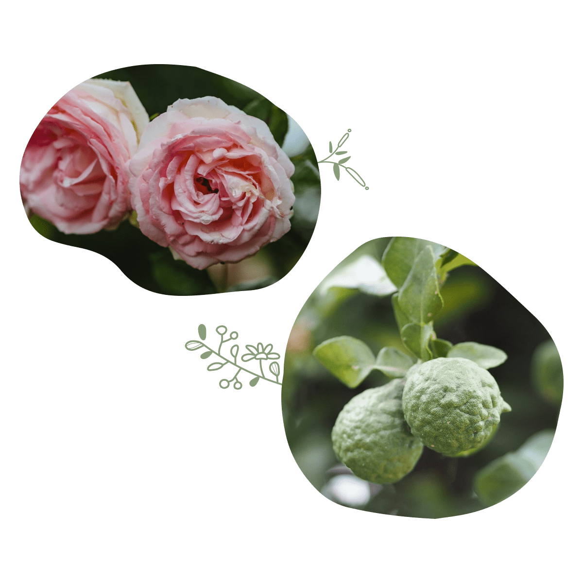 Notre Histoire - Rose & Bergamote - Cosmétique bio français - Aire-sur ...